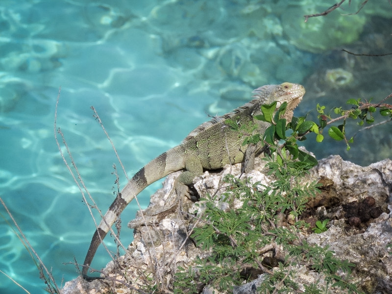 De leukste kindvriendelijke stranden op Curaçao